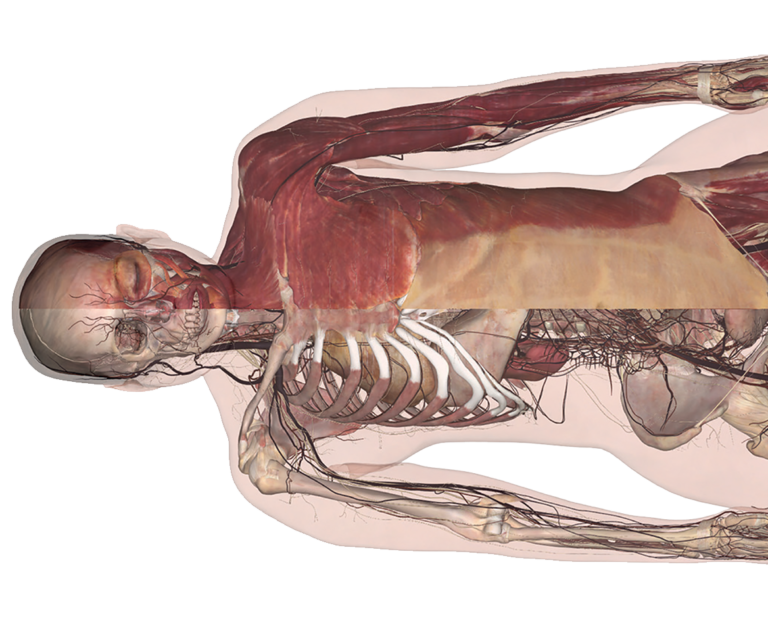 3D Anatomy And Physiology Simulation Systems | Anatomage