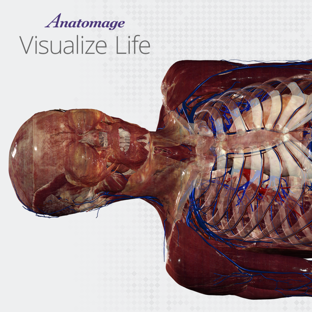 Visualize Life With 3D Anatomy And Physiology Simulation