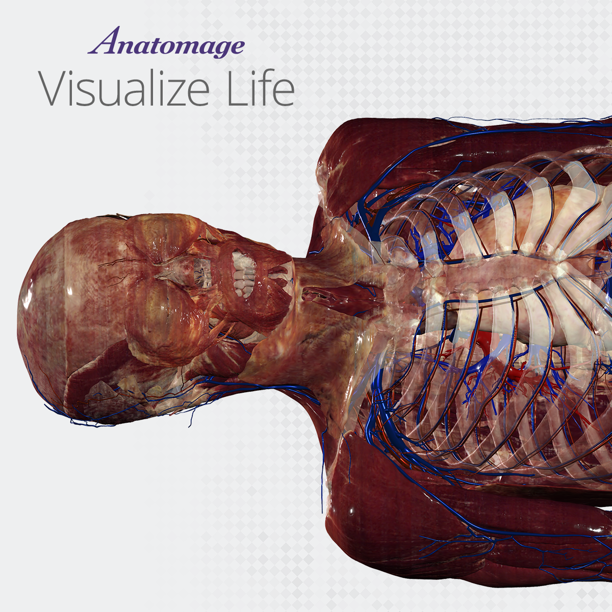 Visualize Life With 3D Anatomy And Physiology Simulation