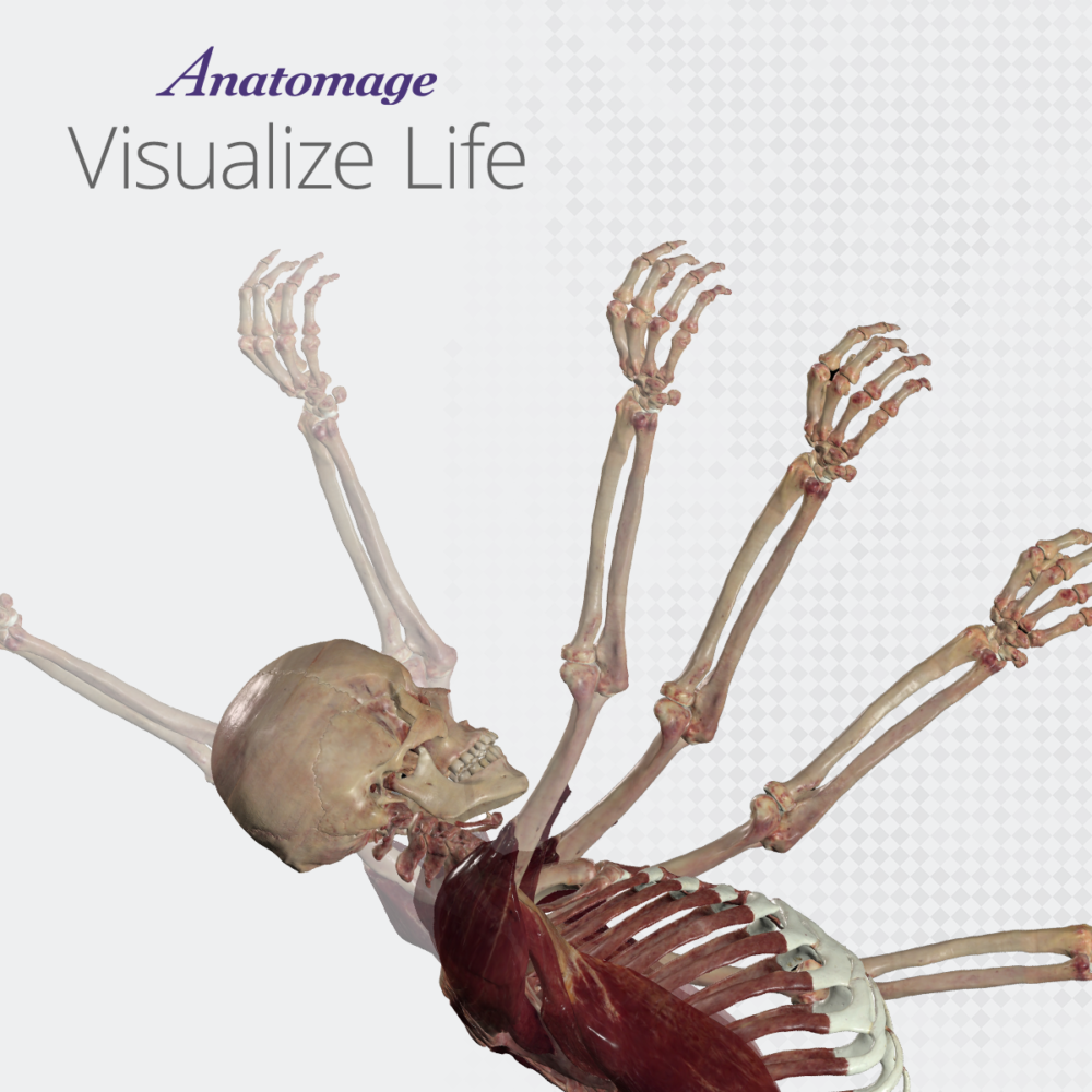 Visualize Life With 3D Anatomy And Physiology Simulation