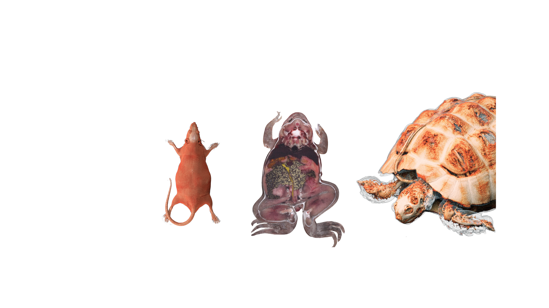 Visualize 3D Animal Anatomy | An Anatomage Veterinary Platform