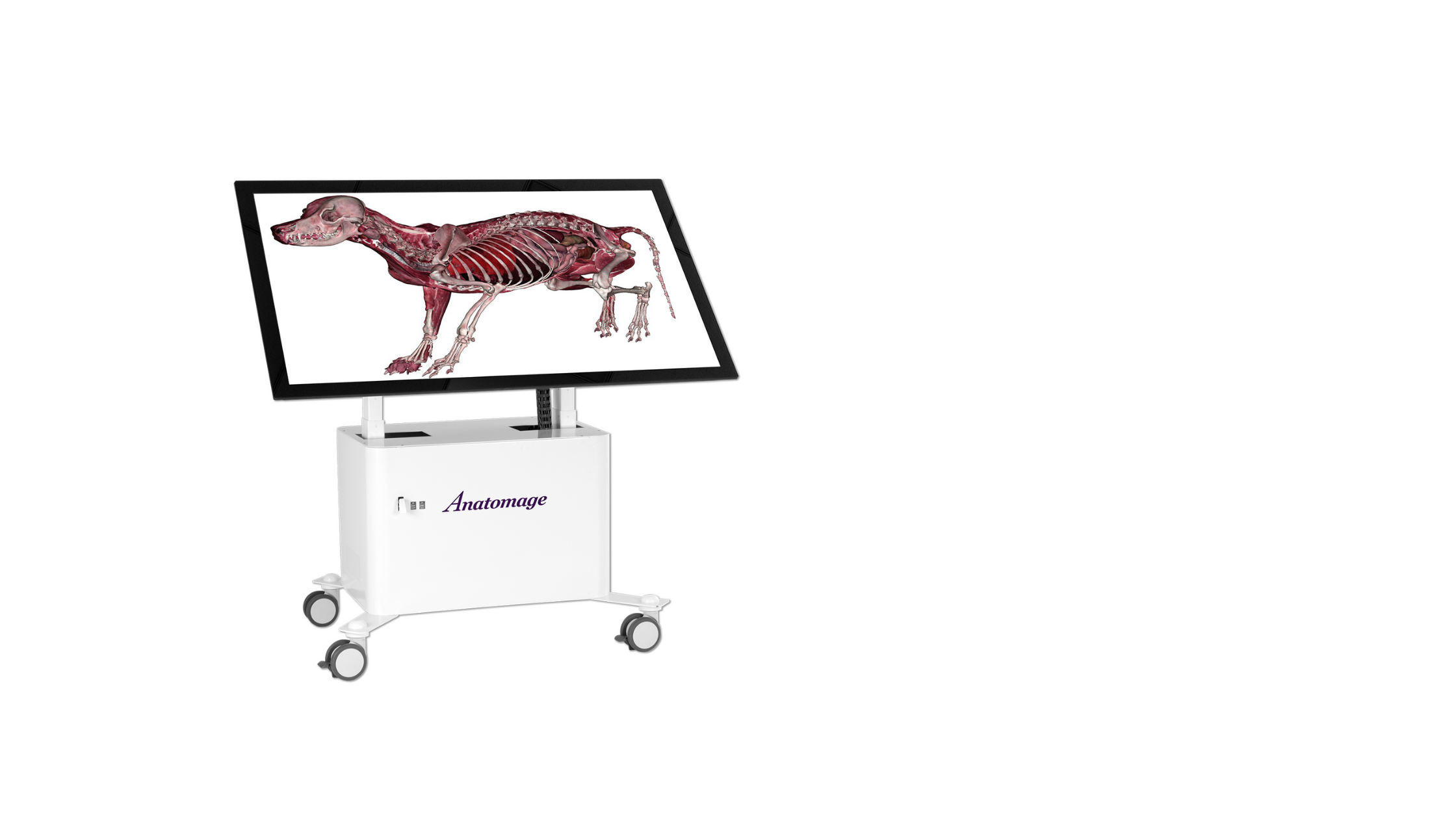 Visualize 3D Animal Anatomy | An Anatomage Veterinary Platform