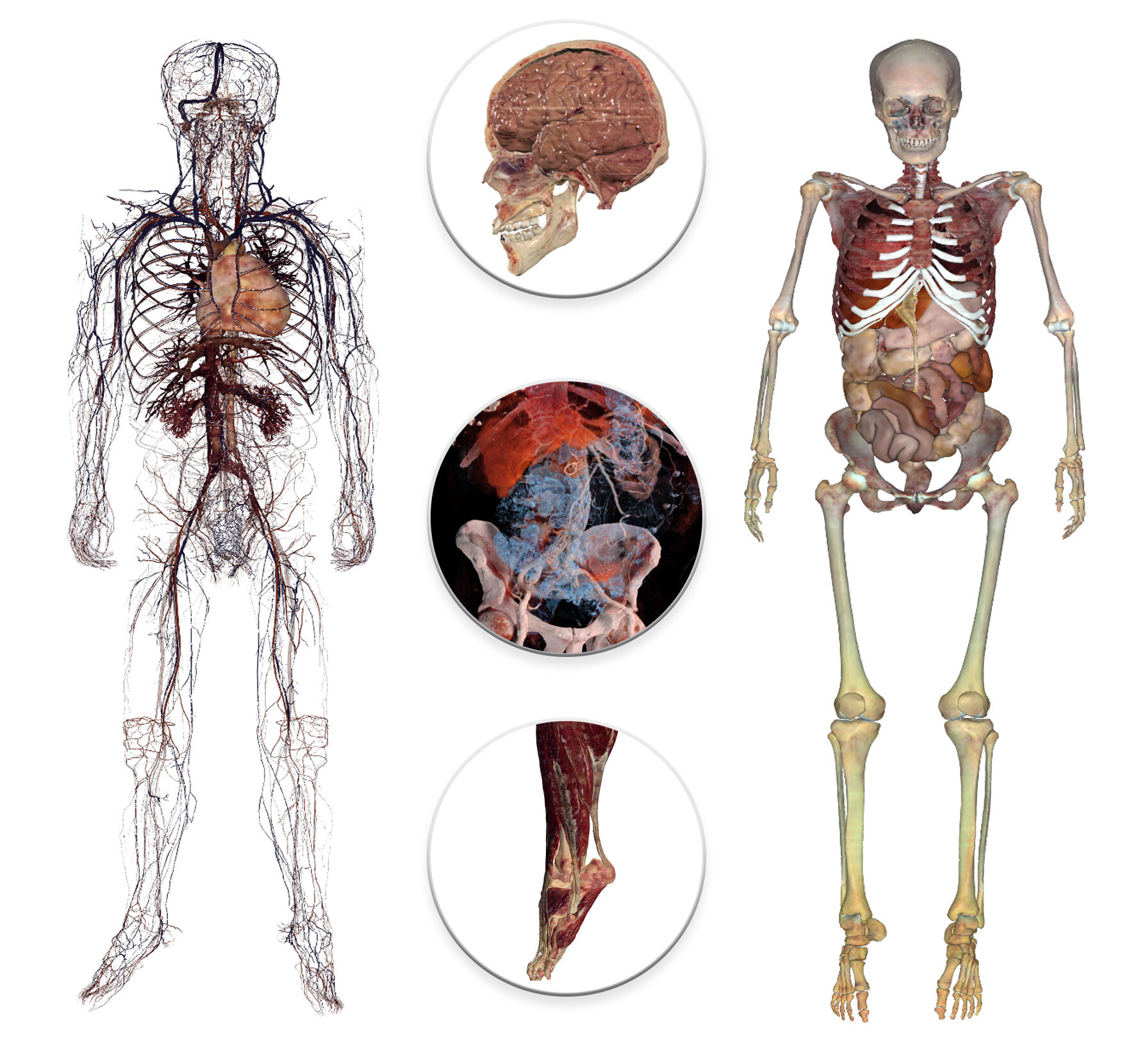 3D Human Anatomy Virtual Reality| Anatomage VR
