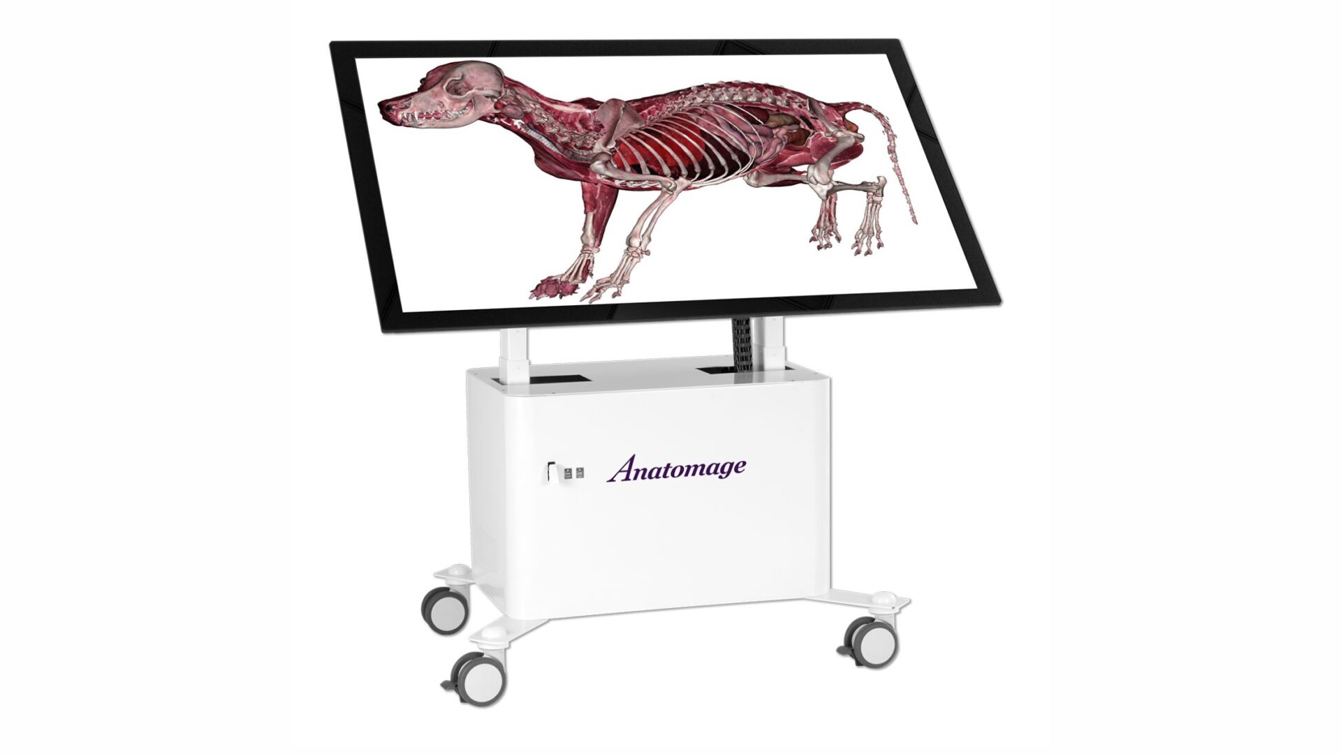 About Us - Anatomage