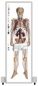 Cadaver Lab - Anatomage