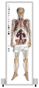 Cadaver Lab - Anatomage