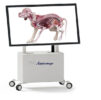 Anatomage Table Vet - Anatomage