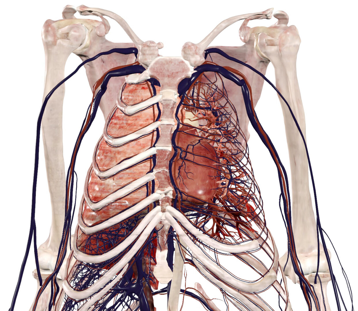 Non-Human Primate Cadaver