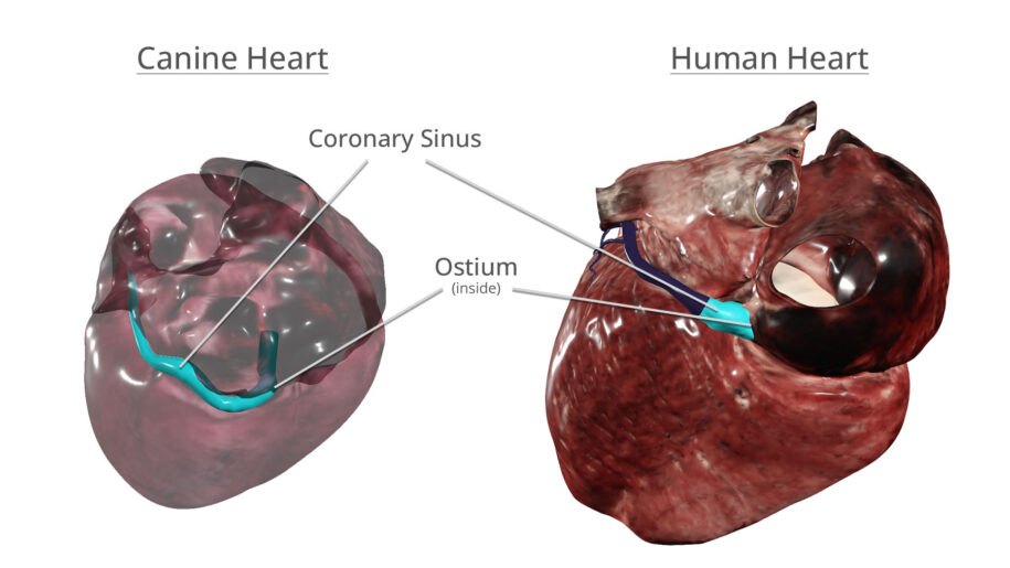 Top 3 Facts About Canine Hearts | Anatomage