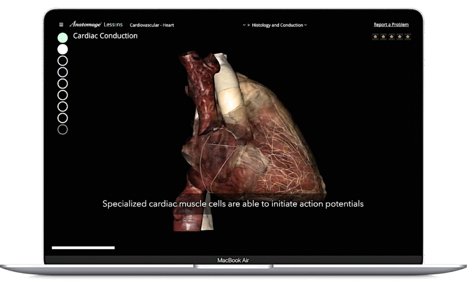 Anatomage | Anatomy Educational Tool for High Schools