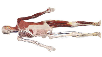 Anatomage Table 12 | 3D Interactive Medical Education